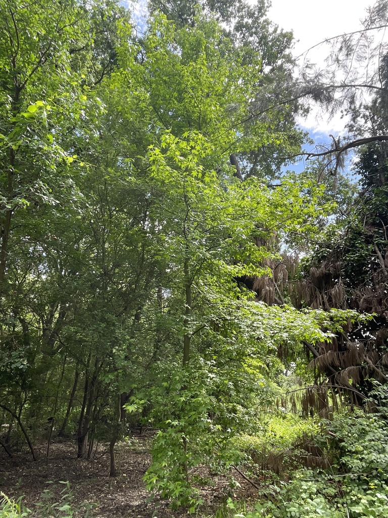 American sweetgum from Endres Ct, Sacramento, CA, US on May 6, 2022 at ...