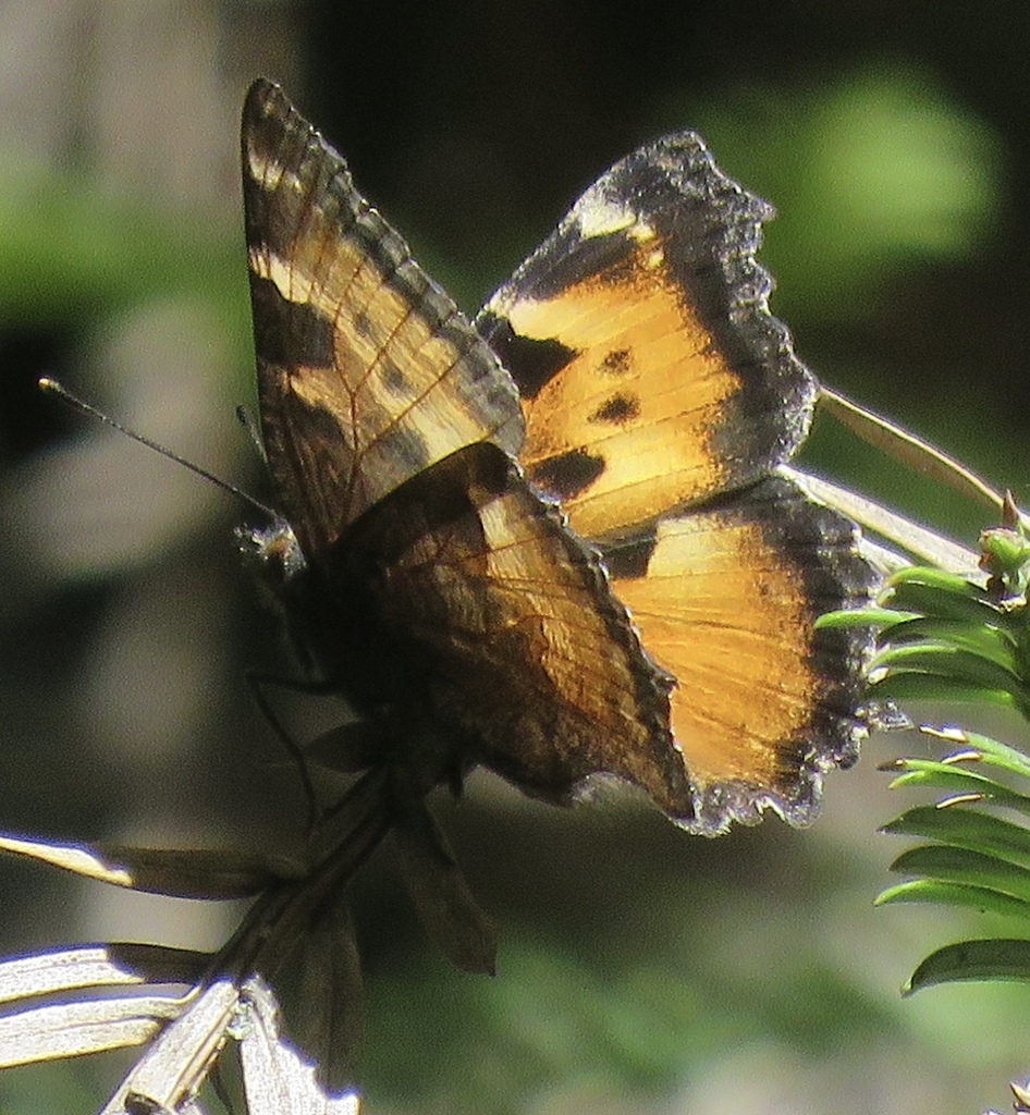 California Tortoiseshell from Chews Ridge, California 93927, USA on ...