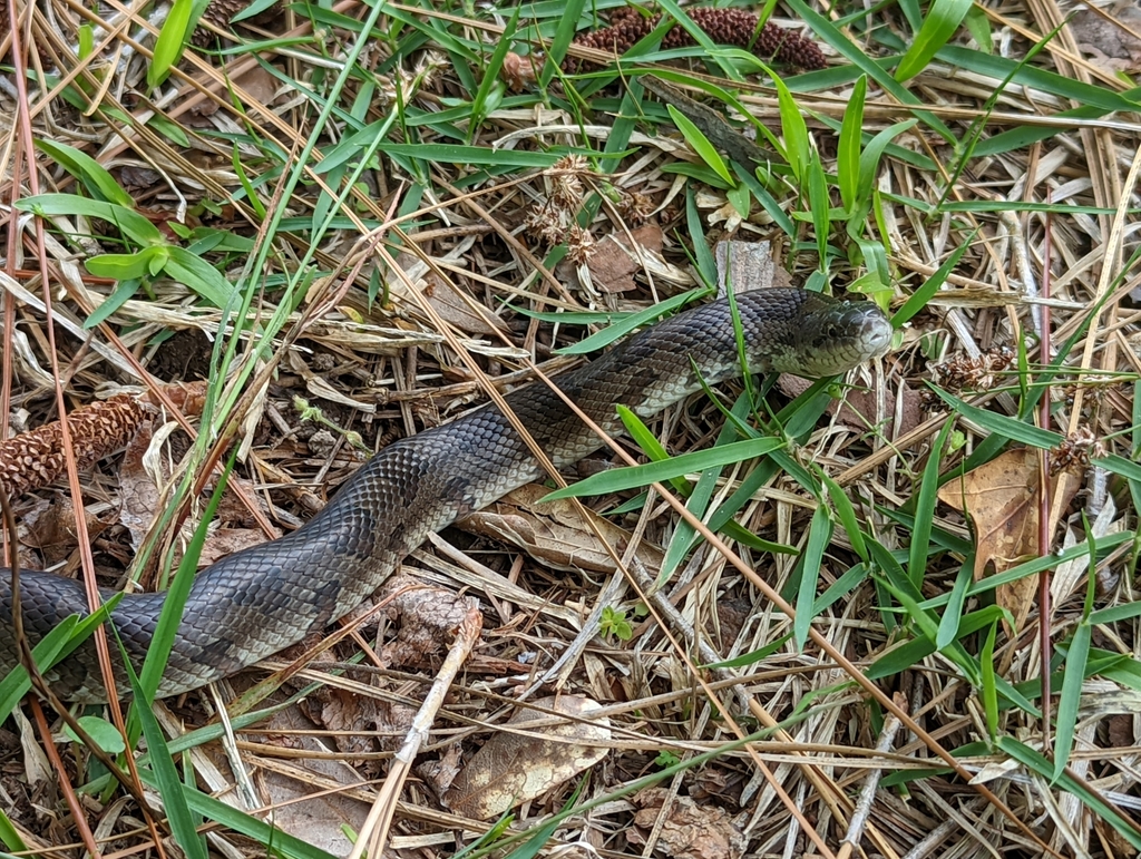 Prairie Kingsnake in May 2022 by Katy Smith · iNaturalist