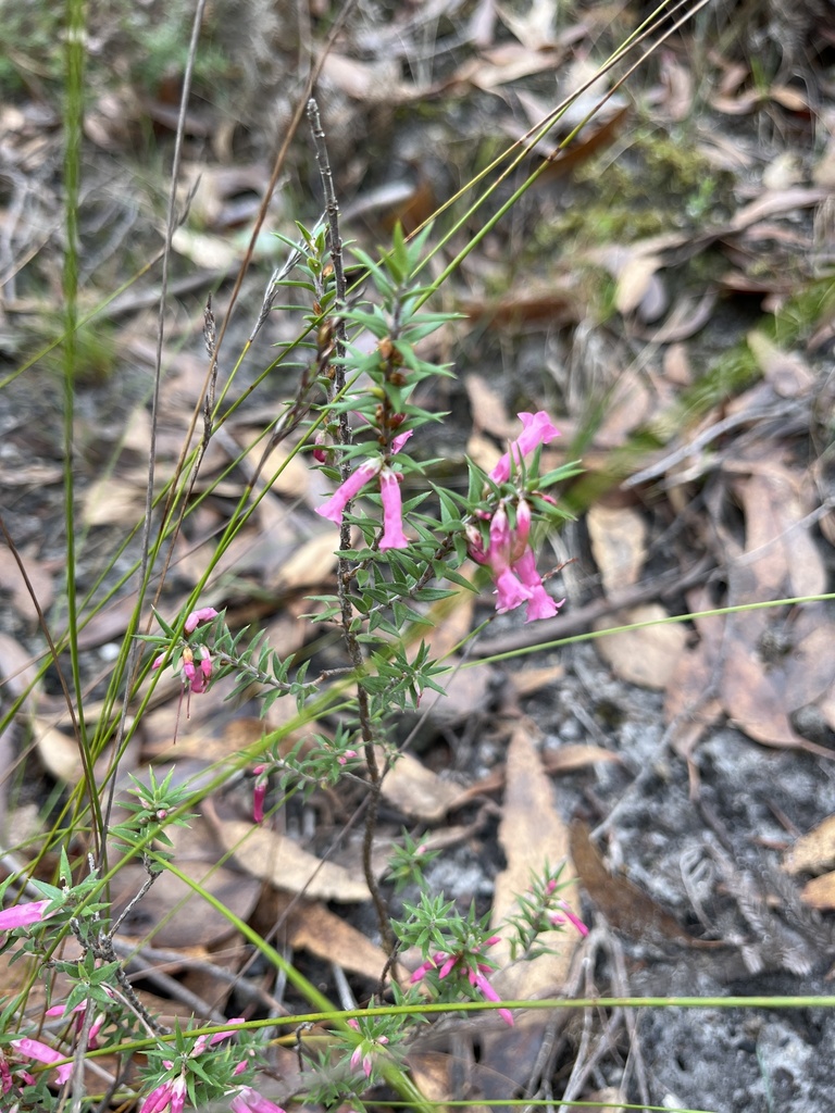 Common Heath from Mount Lofty Botanic Garden, Crafers, SA, AU on May 07 ...