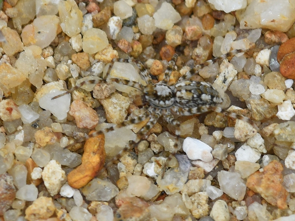 Wadicosa okinawensis from 香港大嶼山 on April 30, 2022 at 03:31 PM by Jan Ho ...