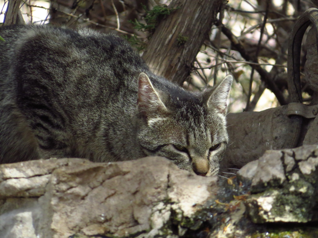 Domestic Cat from Jeff Davis County, TX, USA on May 1, 2022 at 04:35 PM ...