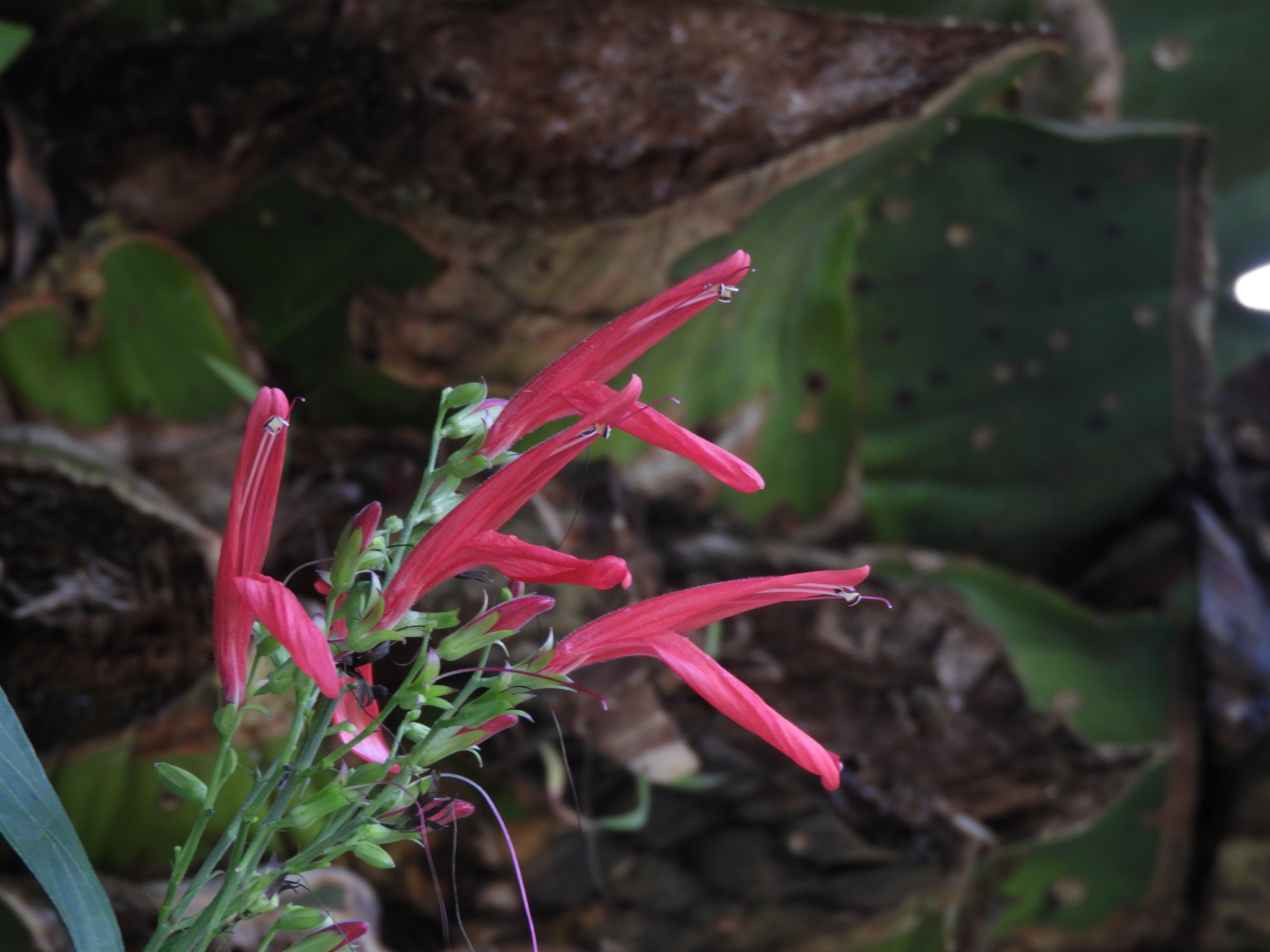 Justicia secunda Vahl