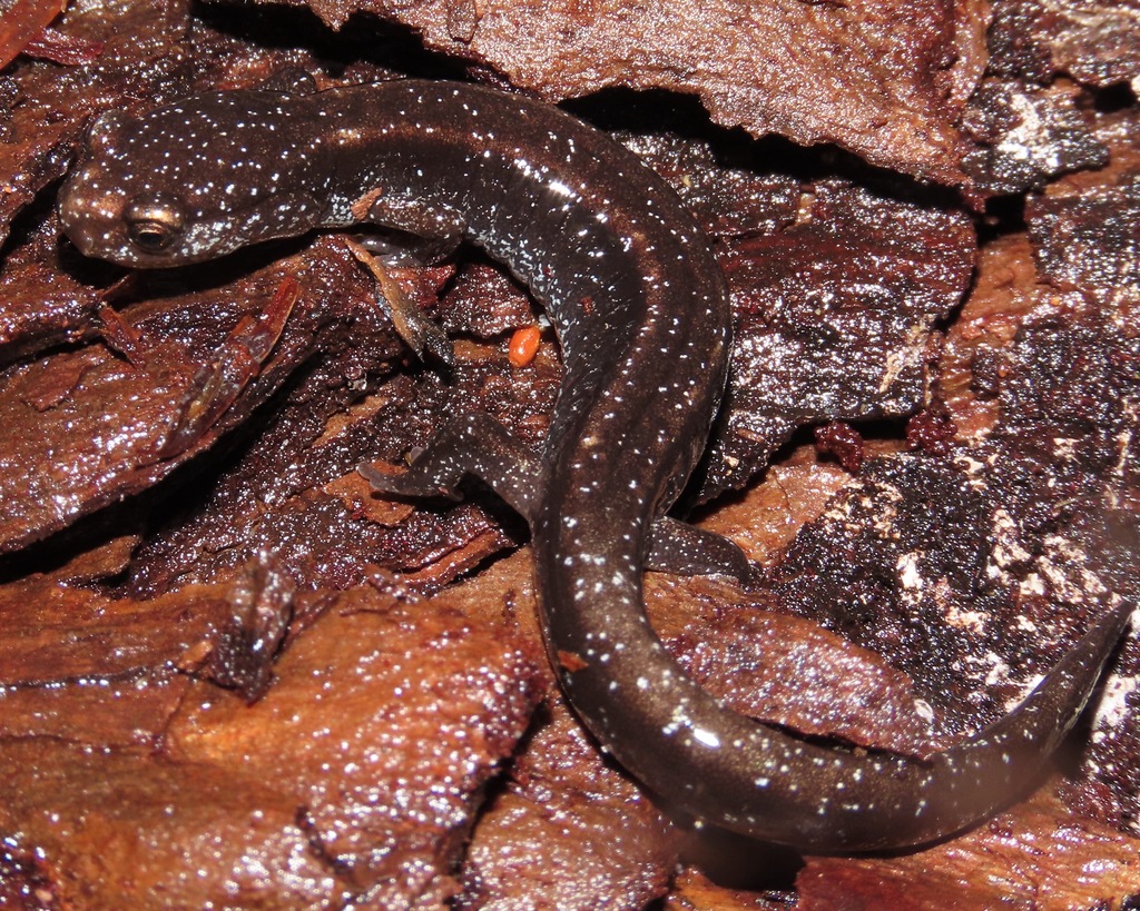 Woodland Salamanders from Olympic, Olympic National Park, Jefferson ...