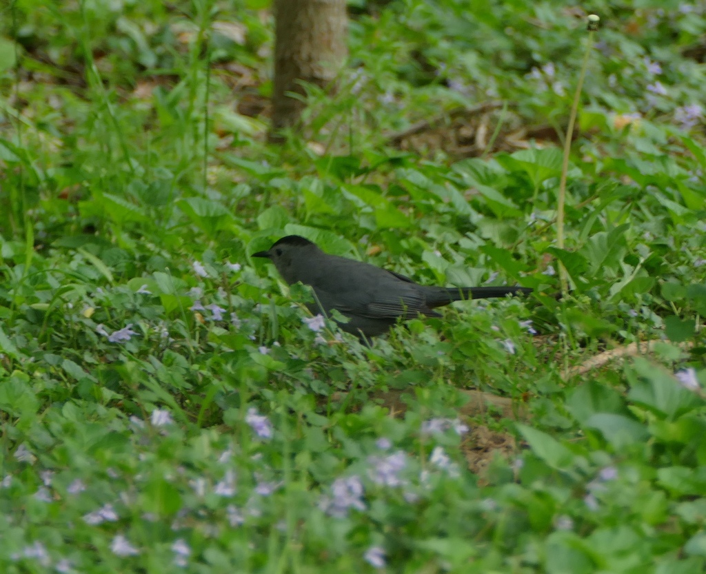 Gray Catbird from Bon Air Park, Arlington, VA, USA on May 01, 2022 at ...