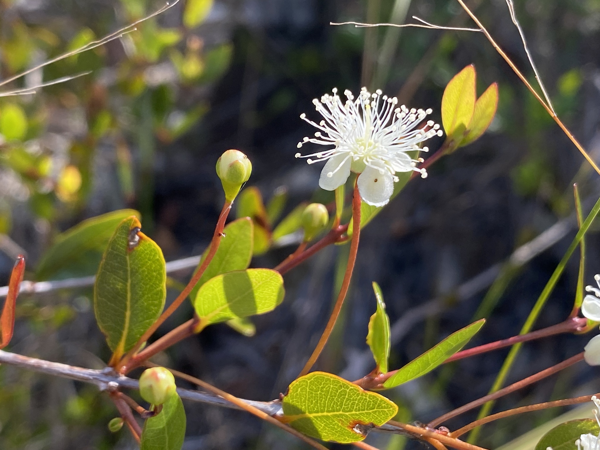 Mosiera longipes (O.Berg) Small
