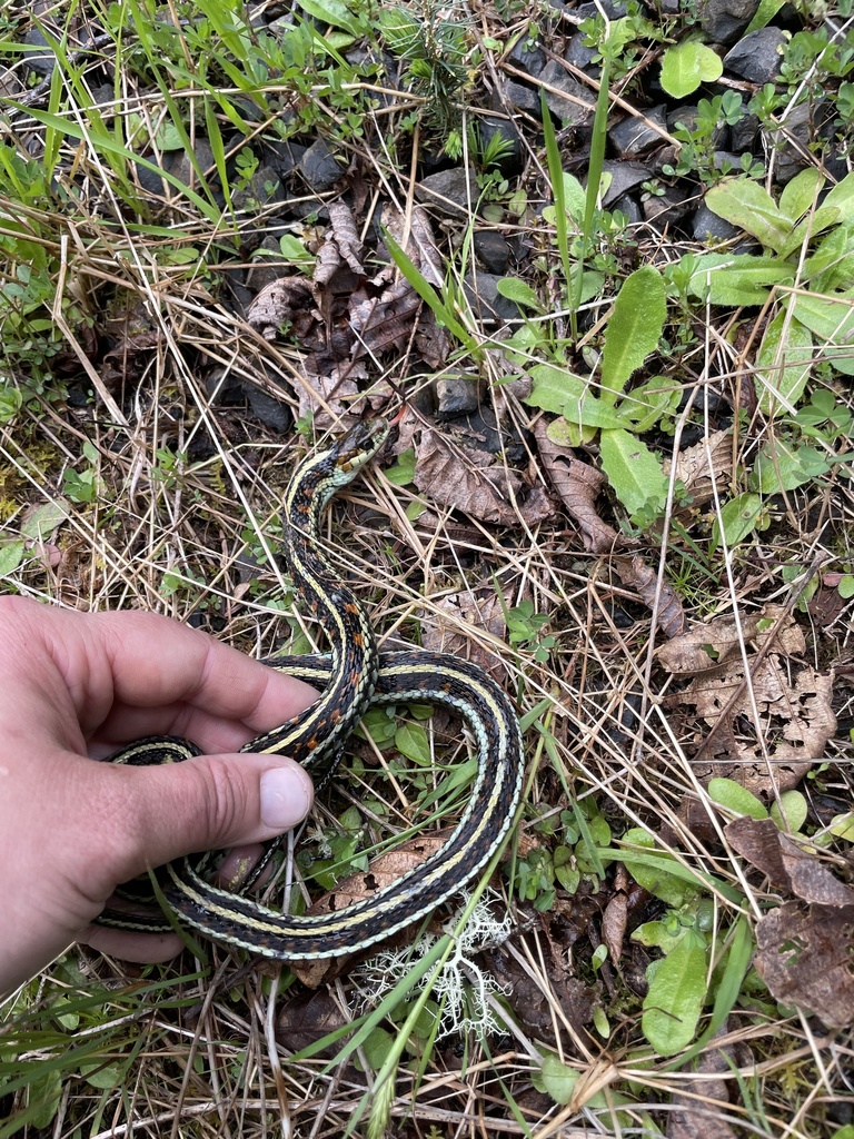 Valley Garter Snake from Aberdeen, WA, US on May 06, 2022 at 01:20 PM ...