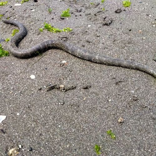 Aquatic File Snakes (Acrochordidae) - Snakes and Lizards