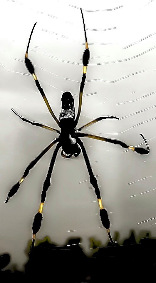 Golden Silk Spider from Xalapa Veracruz on October 7, 2019 by Fabio ...