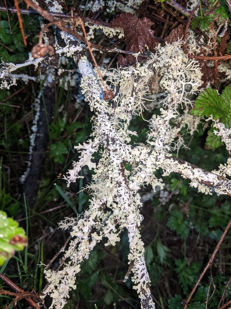 shield lichens, sunburst lichens, rosette lichens, and allies from Arcata, CA, USA on May 6 ...