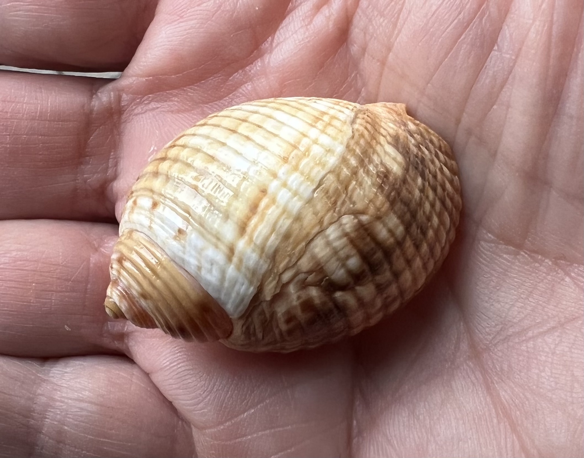 Tonna chinensis (Dillwyn, 1817)