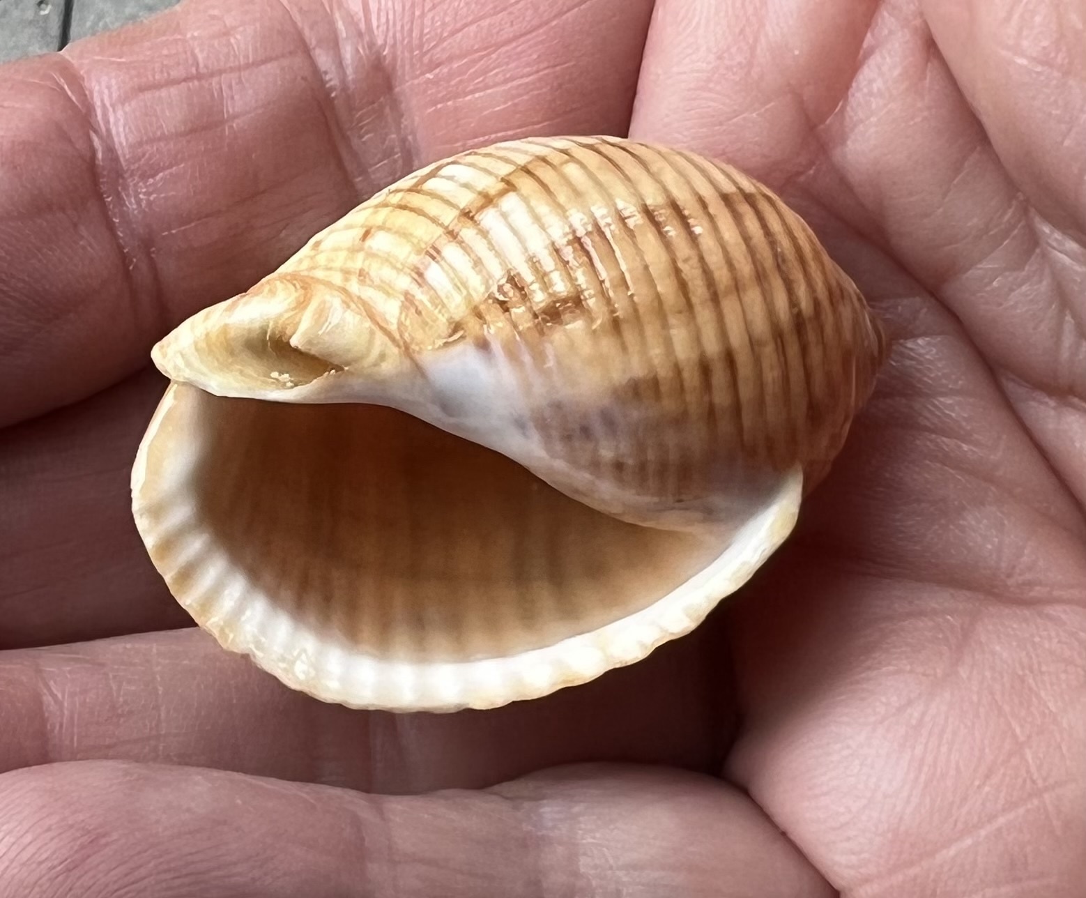 Tonna chinensis (Dillwyn, 1817)