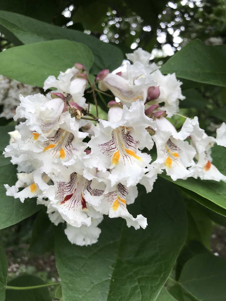 bignonia family (Bignoniaceae) - Botanical Realm