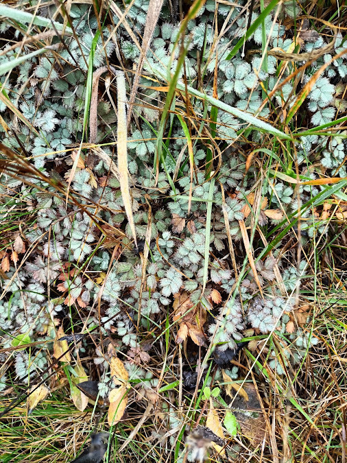 Bidibid from Glendhu Bay 9382, New Zealand on May 7, 2022 at 04:41 PM ...