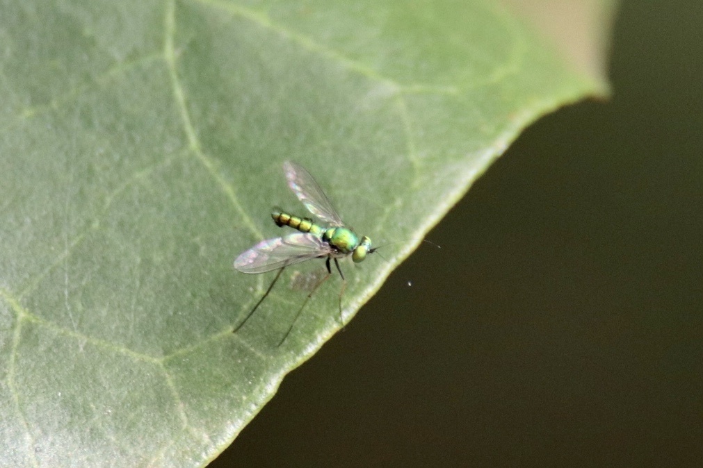 Chrysosoma leucopogon from Peninsula Development Rd, Mission River, QLD ...