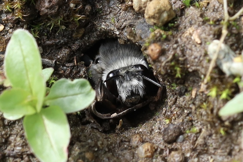 Pacific Digger Bee in May 2022 by eebee · iNaturalist