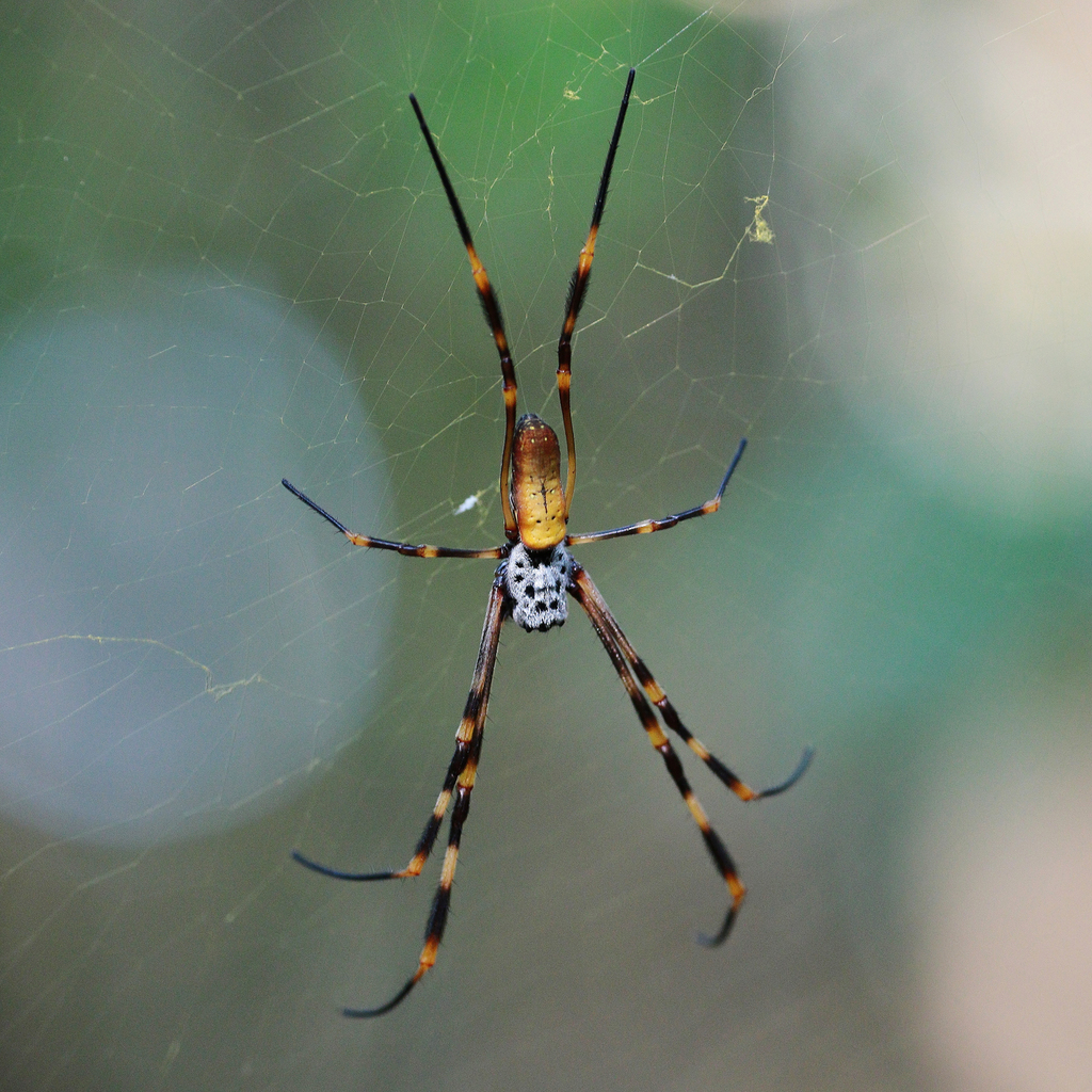 Tiger Spider from Darwin NT, Australia on April 26, 2022 at 08:52 AM by ...