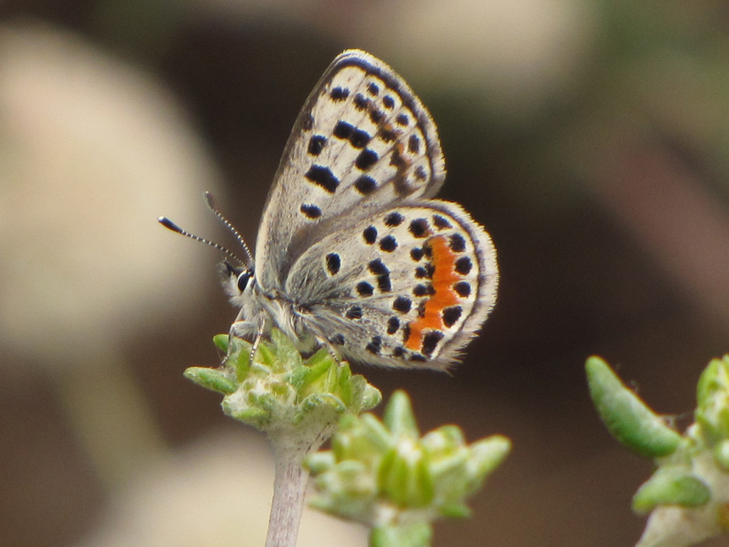 El Segundo Blue (LAX Dunes - umbrella indicator species) · iNaturalist