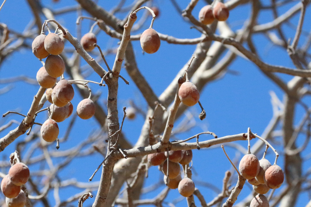 manketti-tree from B8 E of Divundu, Kavango Region, Namibia on August 5 ...