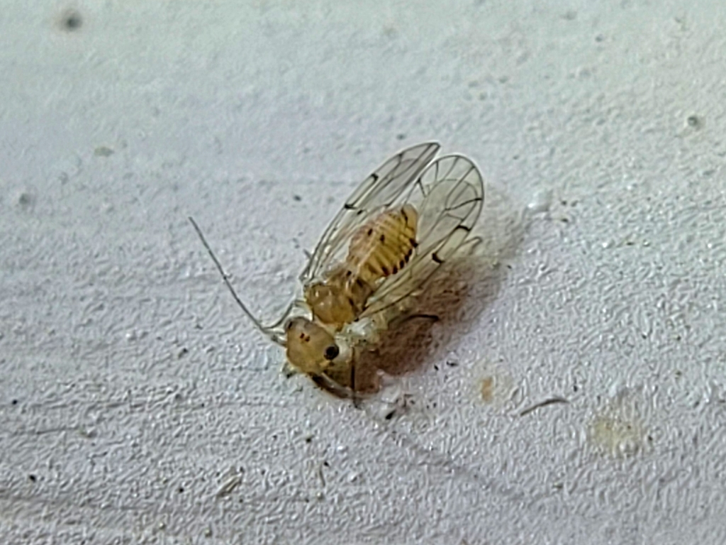 Ectopsocus in May 2022 by A Rector · iNaturalist