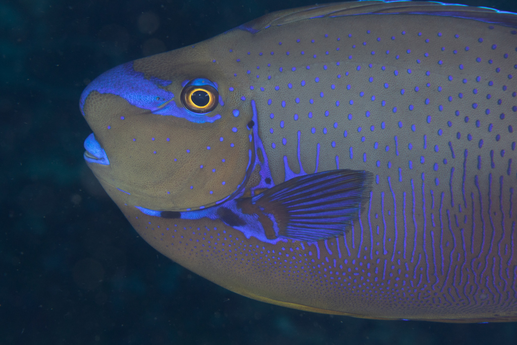 Unicornfishes (Naso) - Marine Life Identification