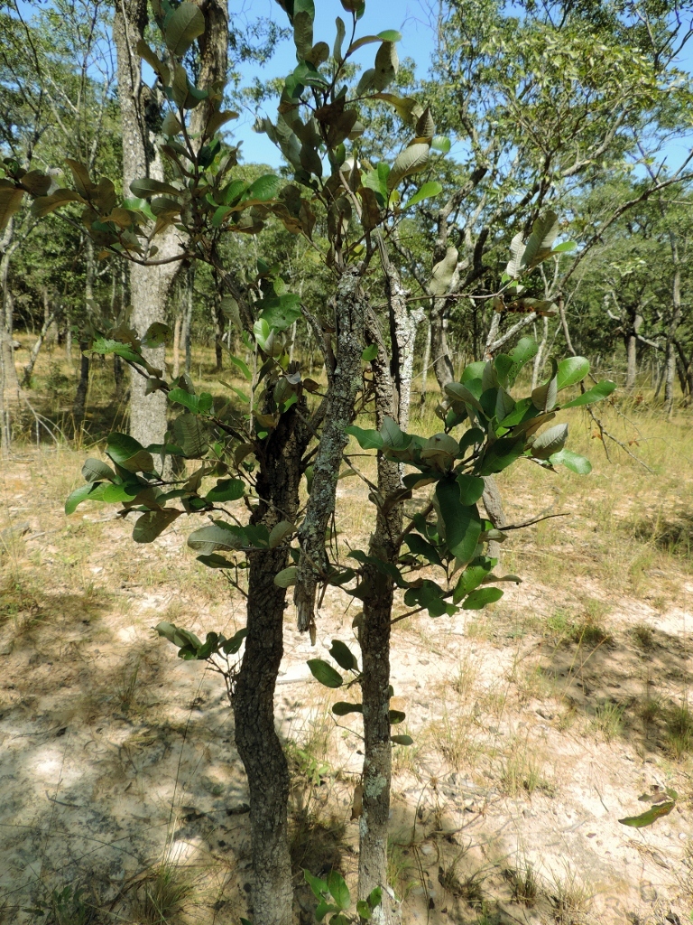 Parinari curatellifolia Planch. ex Benth.