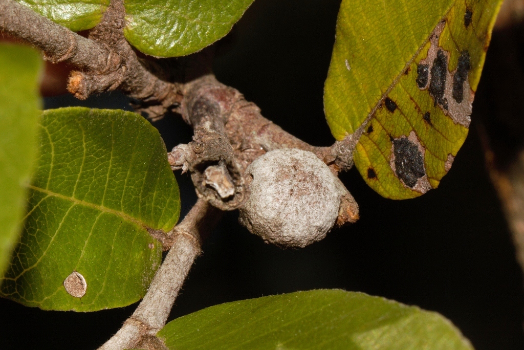 Parinari curatellifolia Planch. ex Benth.