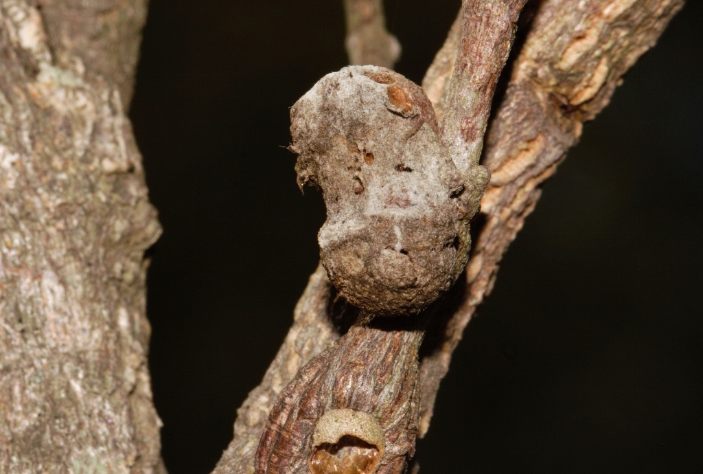 Parinari curatellifolia Planch. ex Benth.
