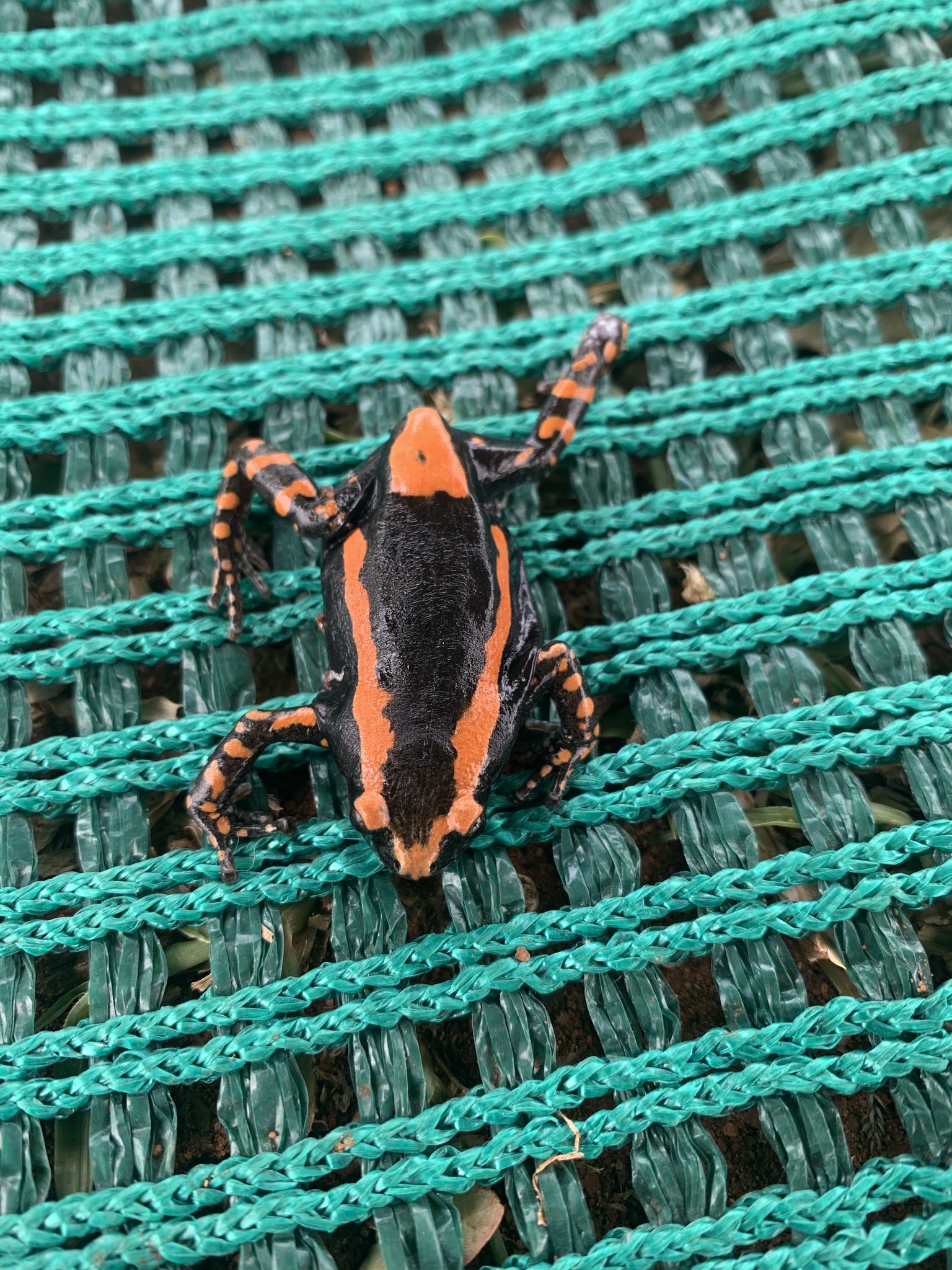 Phrynomantis bifasciatus (Smith, 1847)