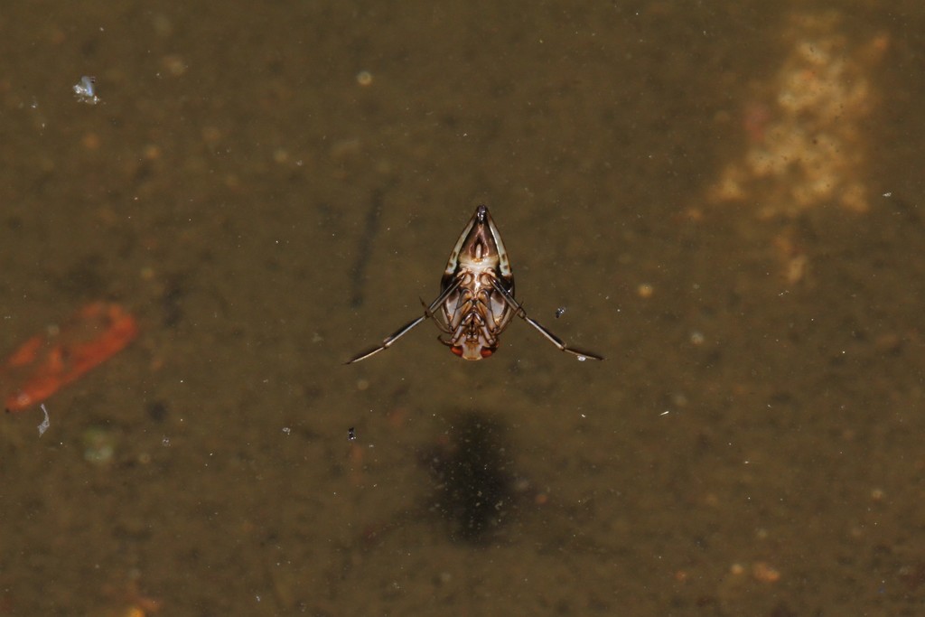 Enithares from Guangzhou University on June 20, 2019 at 10:09 PM by ...