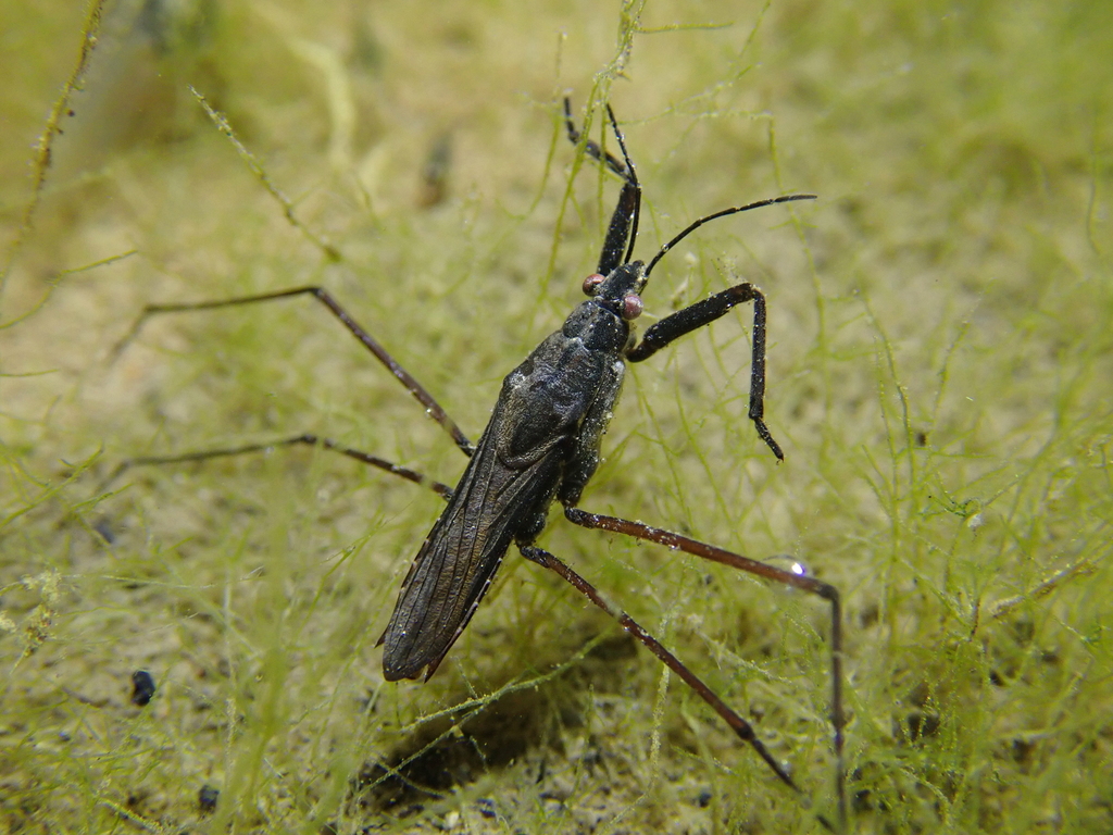 Common Water Strider from Santa Barbara County, CA, USA on May 05, 2022 ...