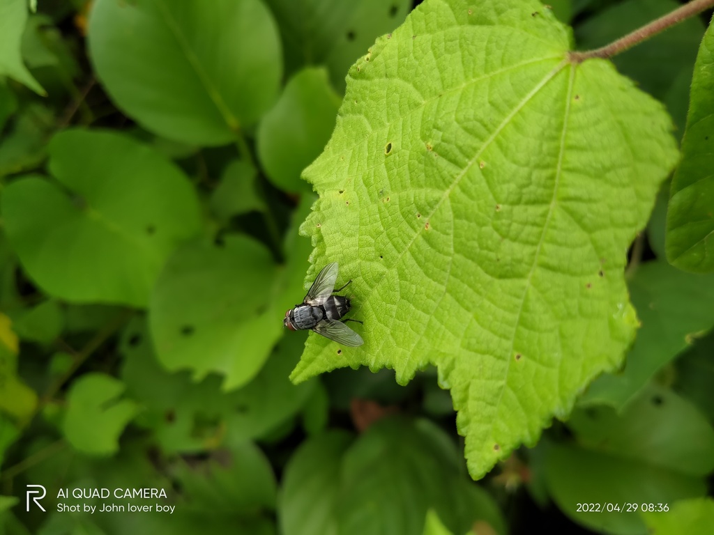 Bristle Flies from Madaum, Tagum, Davao del Norte, Philippines on April ...