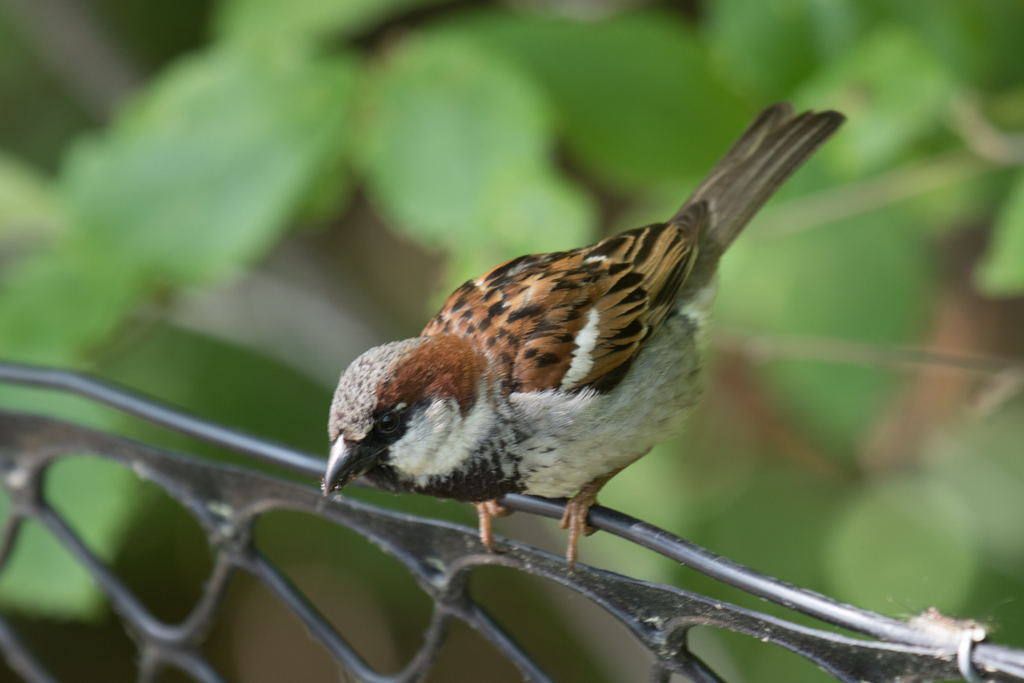 House Sparrow from Middlesex, Massachusetts, United States on June 03 ...