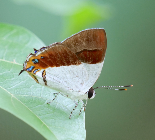 Genus Sithon · iNaturalist