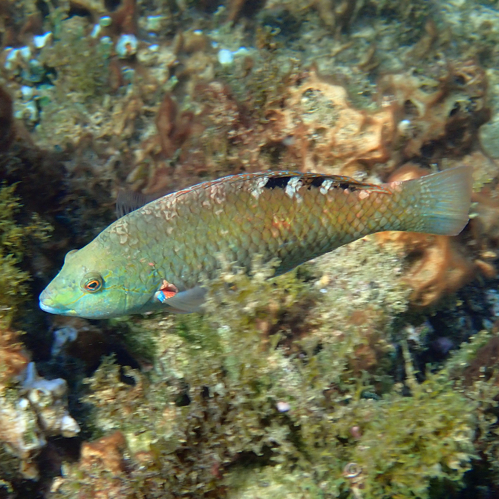 Luculent Wrasse from Kingston, Norfolk Island on May 6, 2022 at 07:39 ...