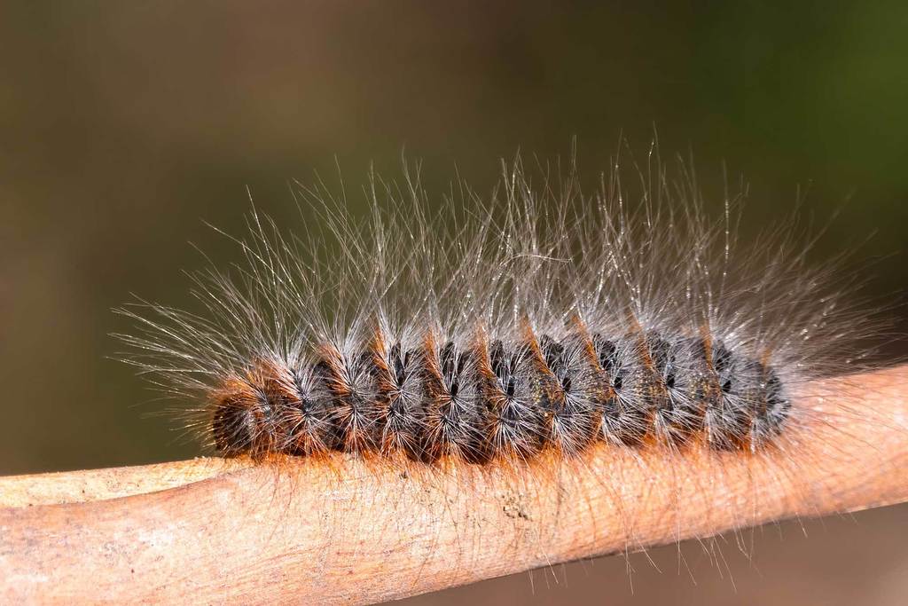 Bag-shelter Moth from Long Forest Rd, Merrimu VIC 3340, Australia on ...