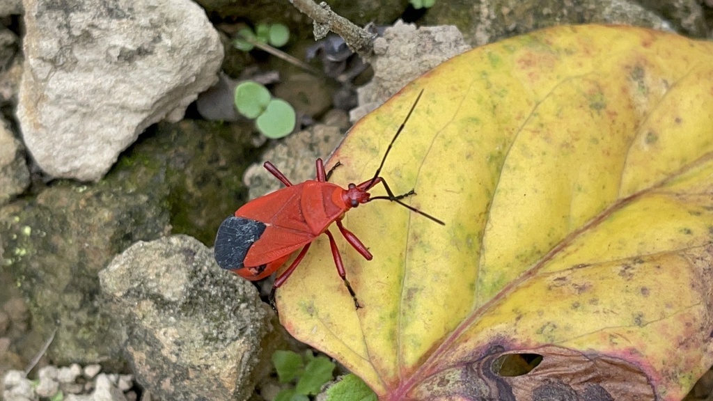 Antilochus coquebertii from 瑞中產業道路, 梅山鄉, TW on May 7, 2022 at 02:49 PM ...