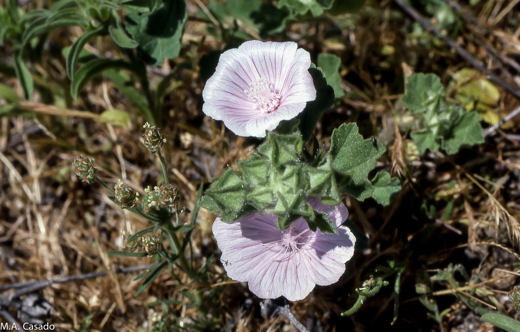 Malva hispanica from El Pardo, 28048 Madrid, España on July 02, 1990 at ...
