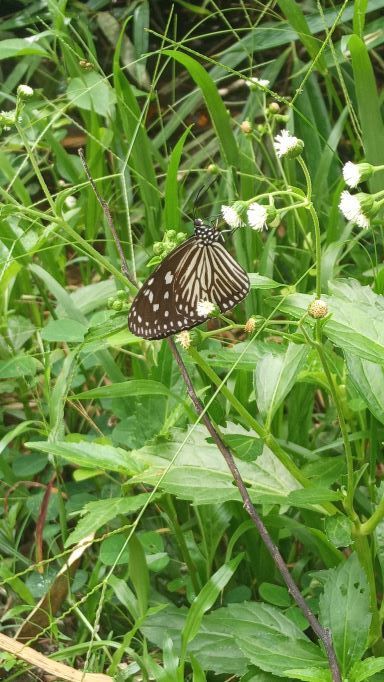 Striped Blue Crow Butterfly from Madaum, Tagum, Davao del Norte ...