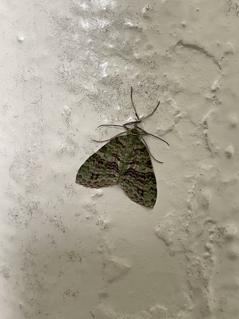 Geometer Moths in May 2022 by Lawrence Hylton · iNaturalist