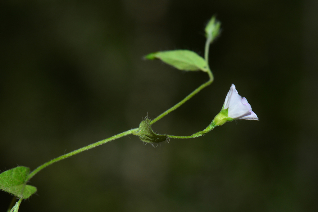 Convolvulus siculus elongatus (Tenerife Borganiales and Solanales ...