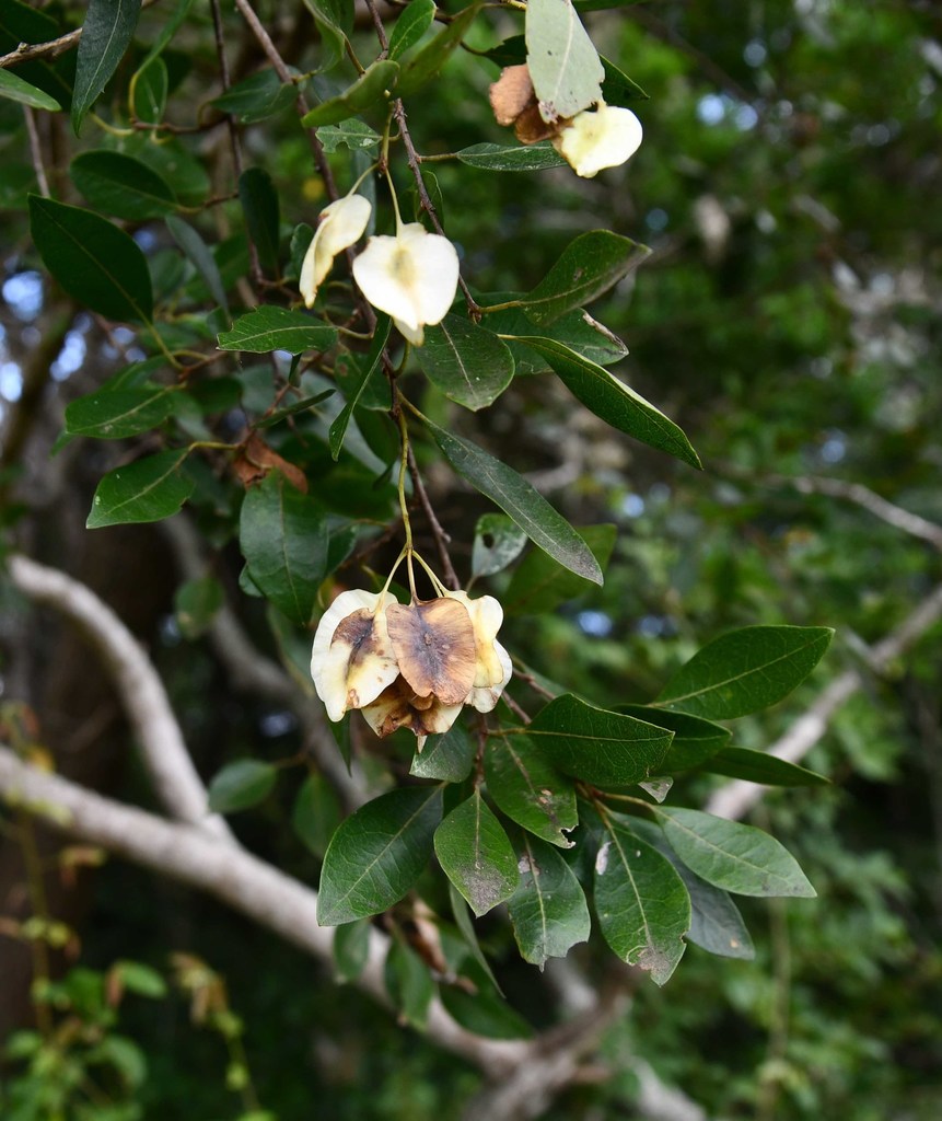 two-winged stink-bushwillow from North Uthungulu, South Africa on April ...