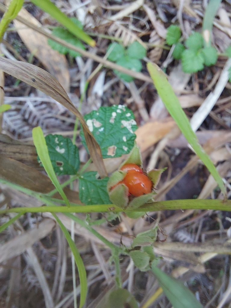 brambles from Grants Beach NSW 2445, Australia on May 07, 2022 at 09:24 ...