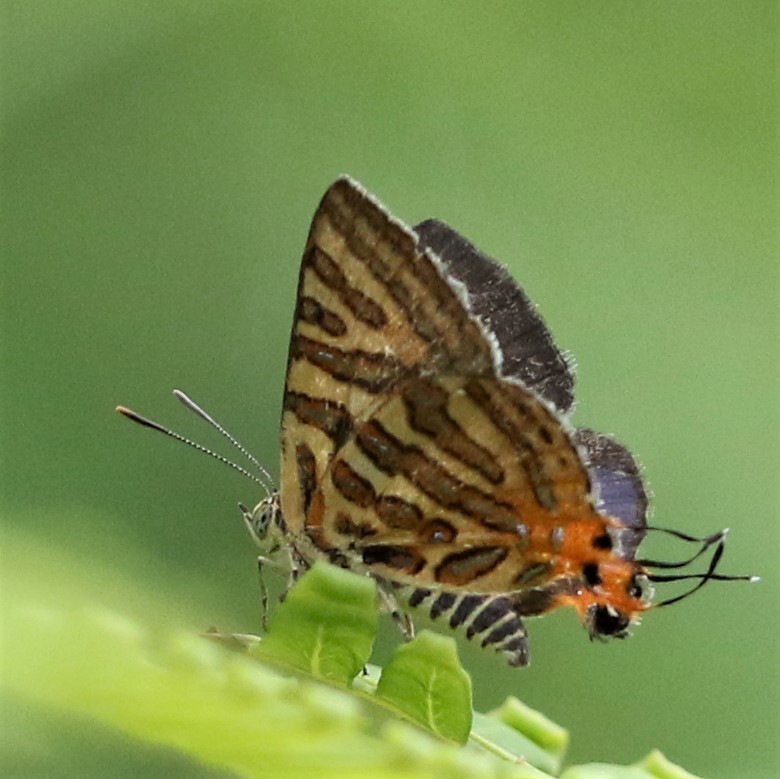 Club Silverline from Sungai Utik, Kapuas Hulu Regency, West Kalimantan ...