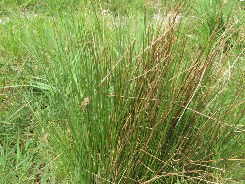 Soft Rush from 2645 Delfgauw, Nederland on April 30, 2022 at 02:06 PM ...