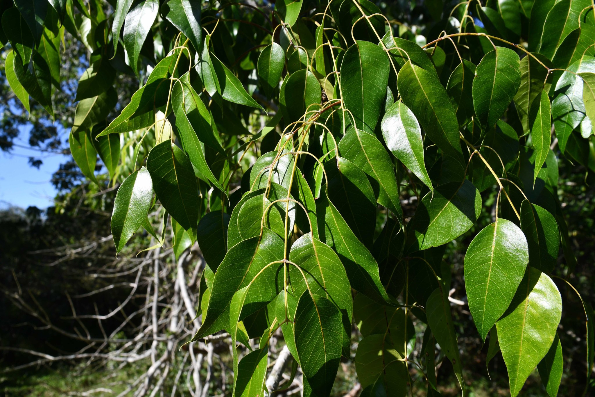 Entandrophragma caudatum (Sprague) Sprague