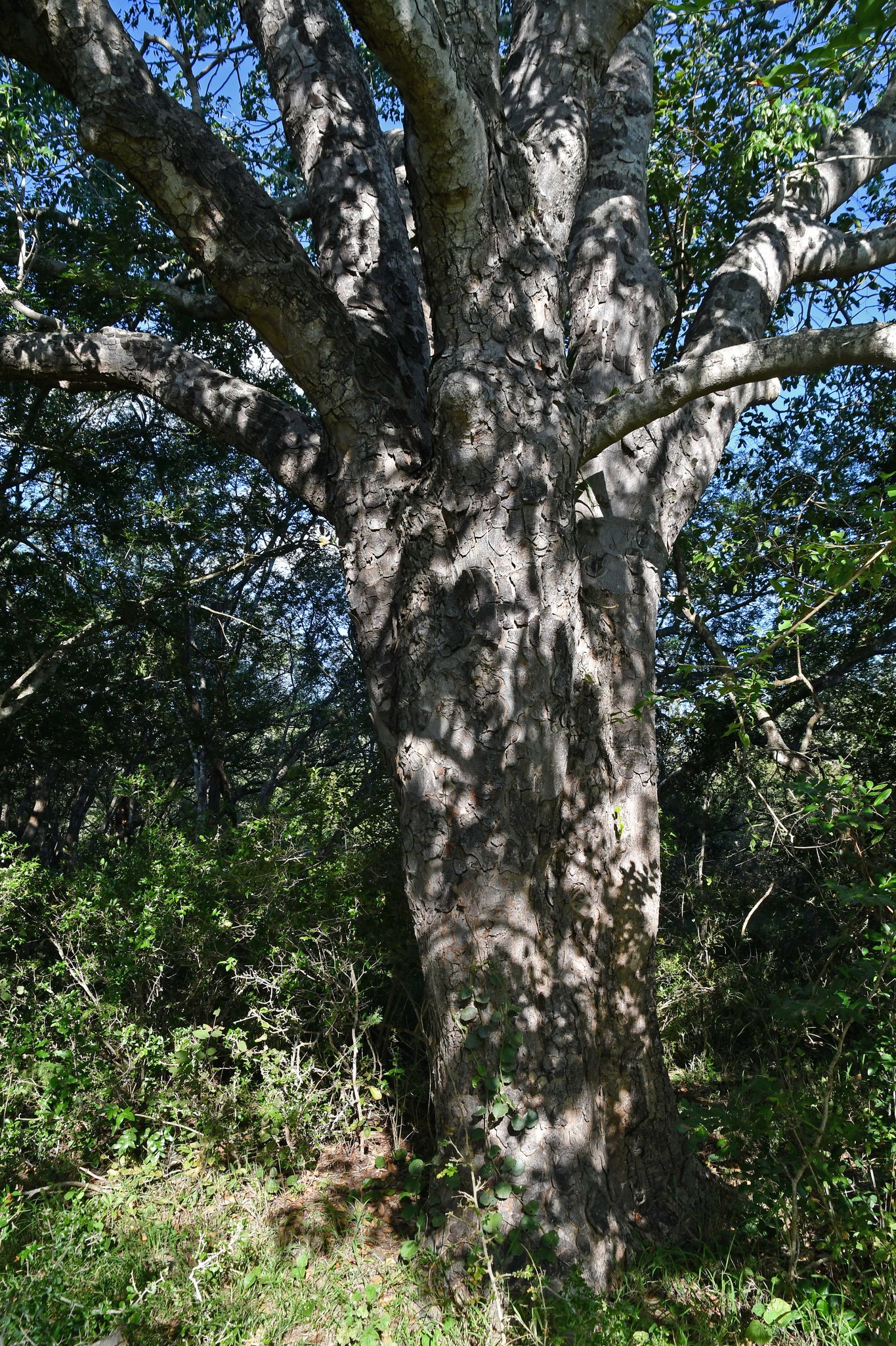 Entandrophragma caudatum (Sprague) Sprague