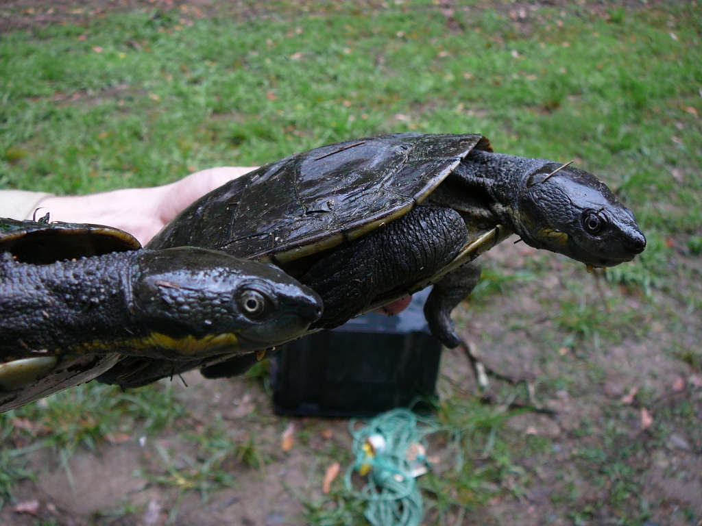 Bellinger River Saw-shelled Turtle in October 2007 by Darren Fielder ...