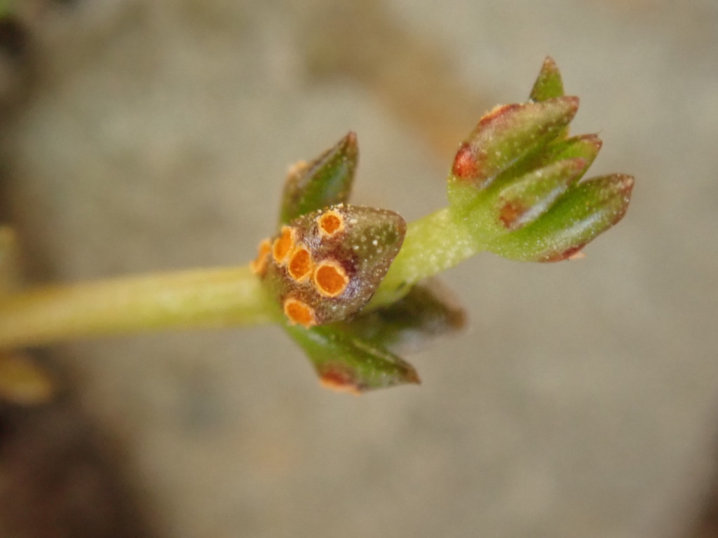 Puccinia austropunctata from Lake Lyndon, Selwyn District, Canterbury ...