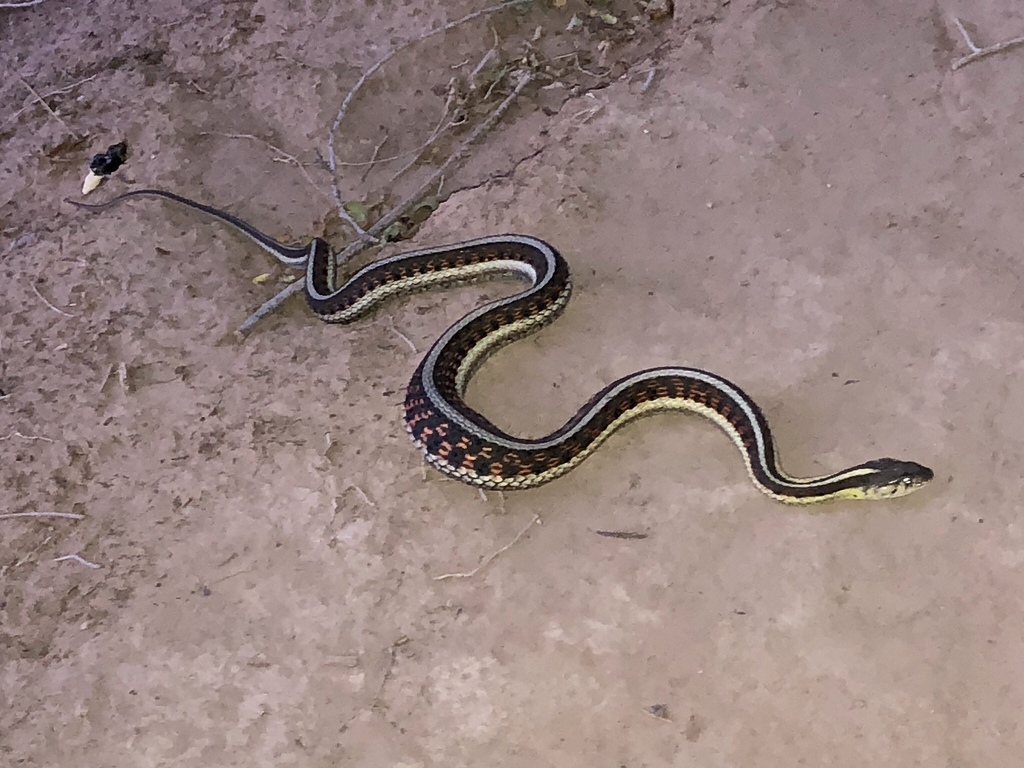New Mexico Garter Snake from 2514 Veranda Rd NW, Albuquerque, NM, US on ...